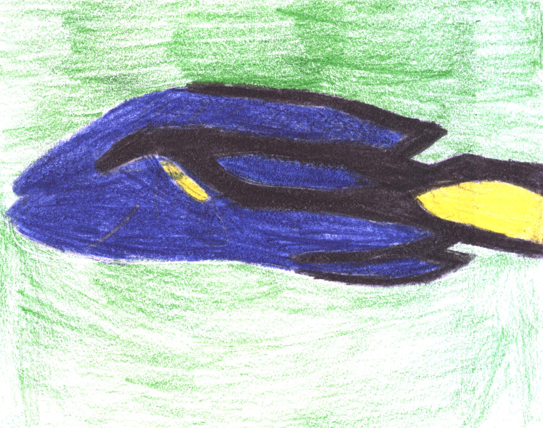 Ce2-Cm1-Cm2 de l'École Payen-Bacquet - Pelves - Petits poissons