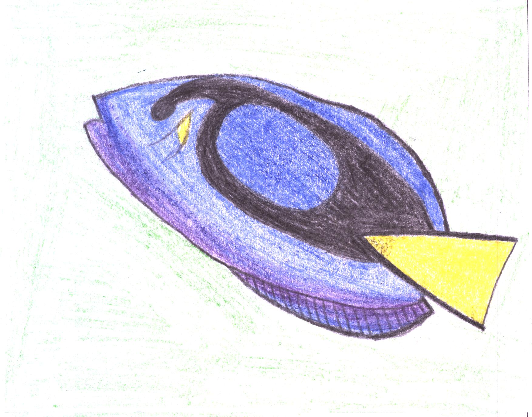 Ce2-Cm1-Cm2 de l'École Payen-Bacquet - Pelves - Petits poissons