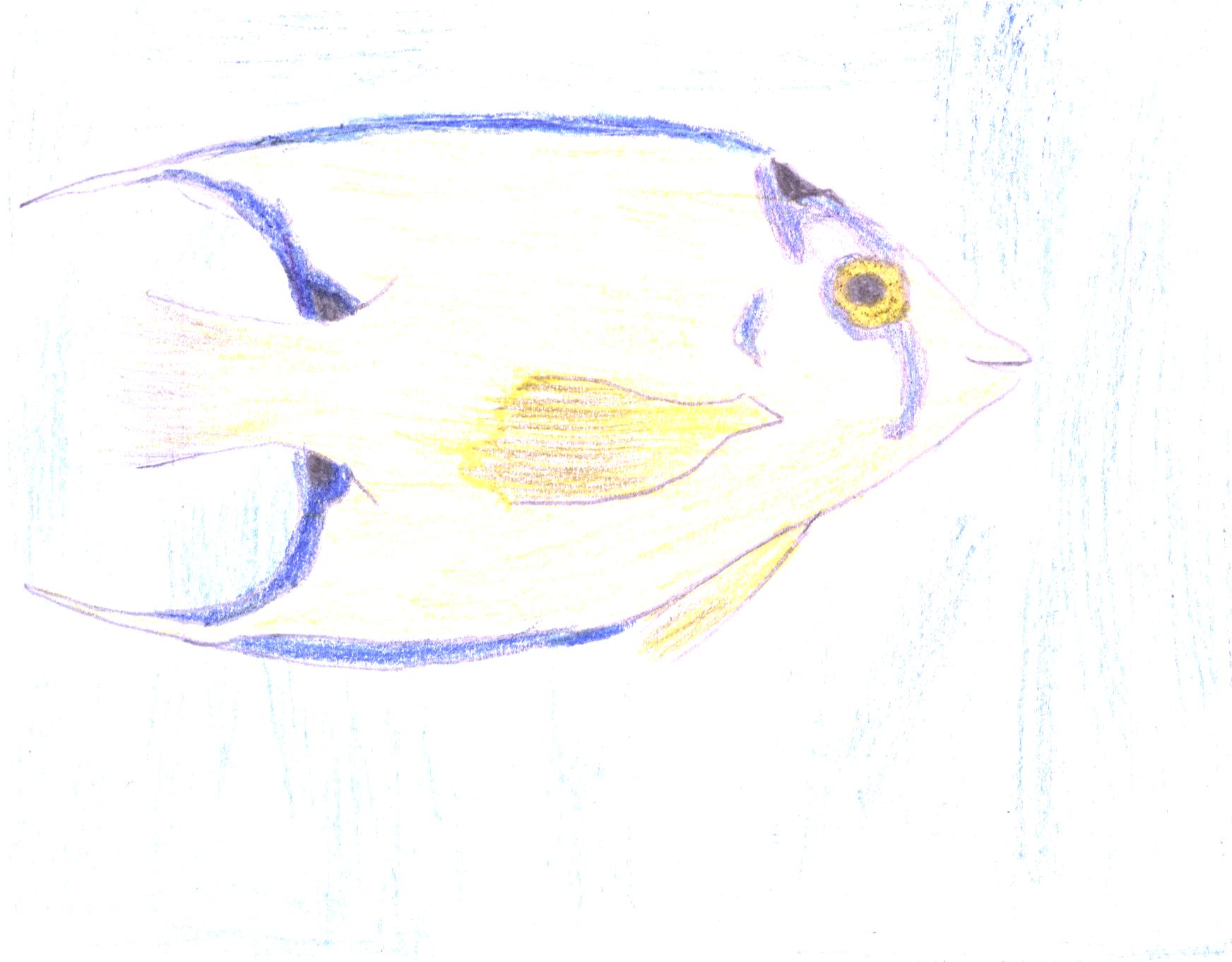 Ce2-Cm1-Cm2 de l'École Payen-Bacquet - Pelves - Petits poissons