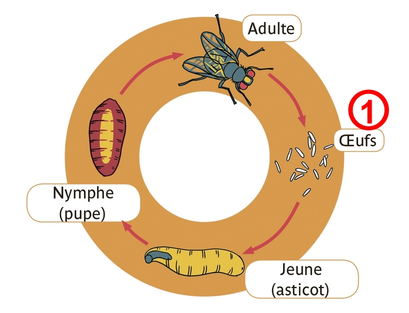 Ce2-Cm1-Cm2 de l'École Payen-Bacquet - Pelves - Comment les insectes se ...