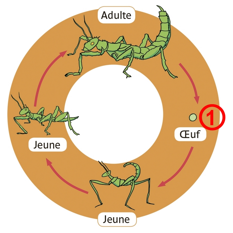 Ce2-Cm1-Cm2 de l'École Payen-Bacquet - Pelves - Comment les insectes se ...