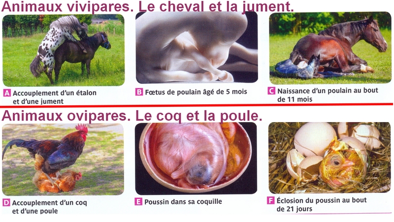 Ce2-Cm1-Cm2 de l'École Payen-Bacquet - Pelves - Comment animaux se ...